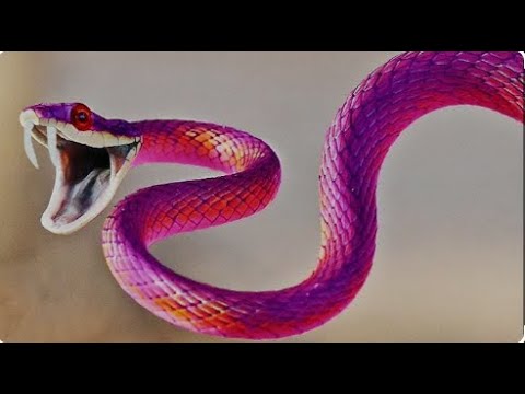 Unveiling the Terrifying Secrets of Venomous Snakes | Real World Animal ...