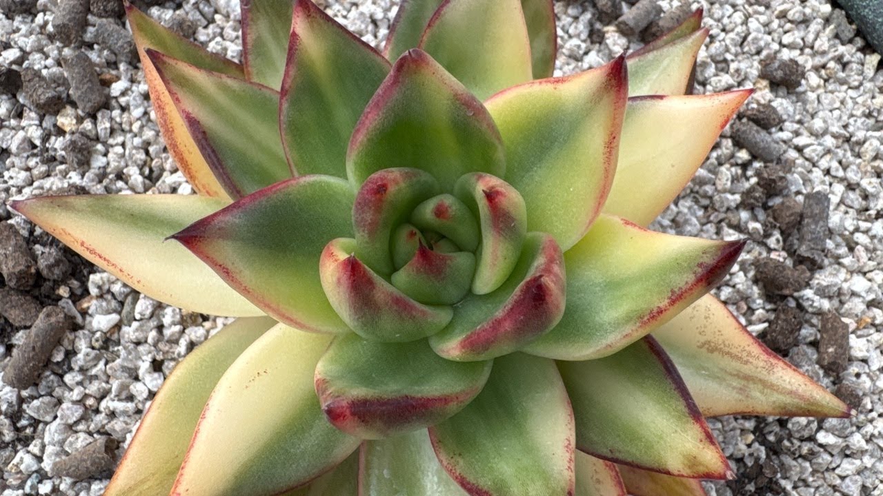 마카롱다육 2부 특금다육 신품종 총정리 다육이실시간방송 수입금다육 색금 신나는 보스데이 Youtube