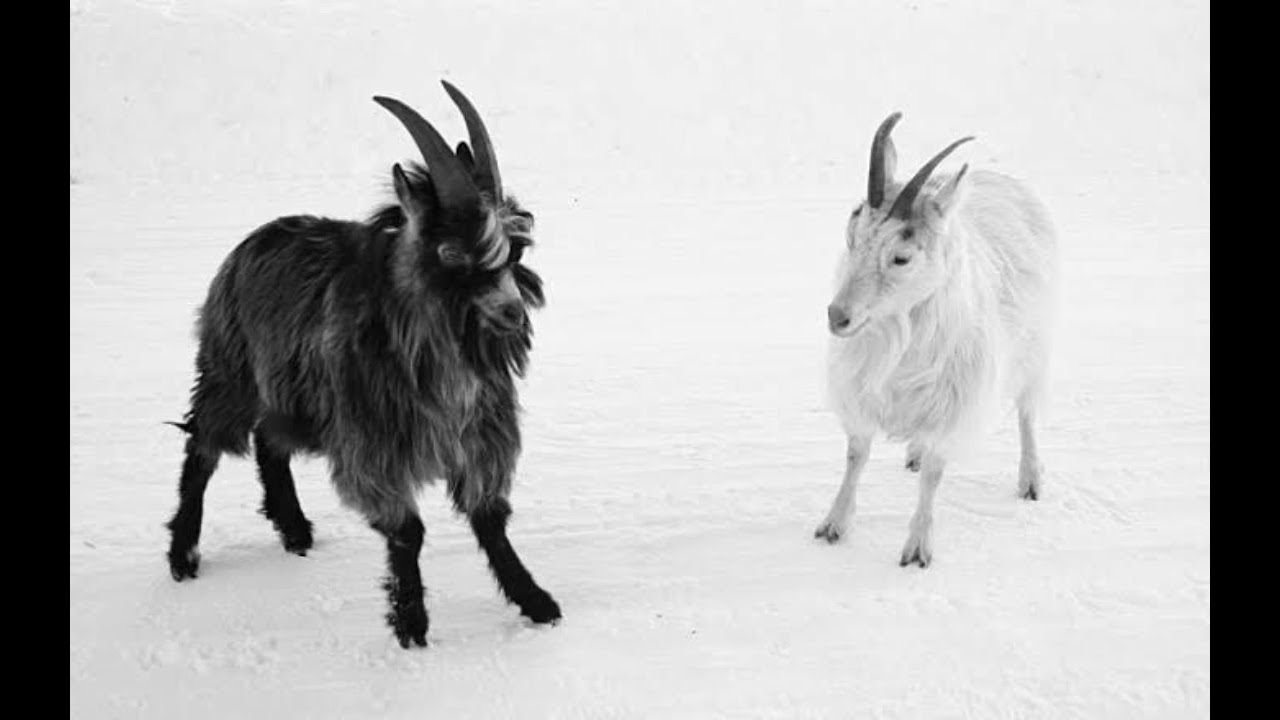 Finnish Landrace Goat | History, Facts & Characteristics - YouTube