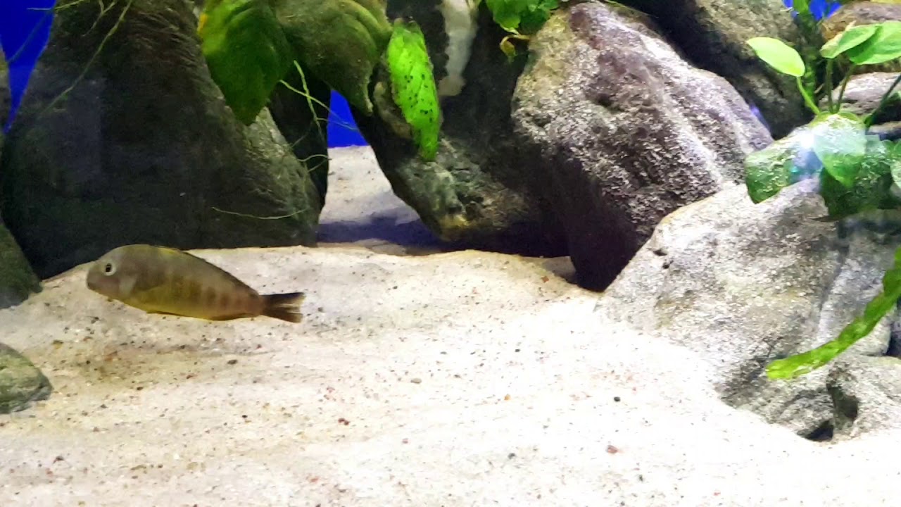 Tropheus brichardi Bulombora WF - YouTube