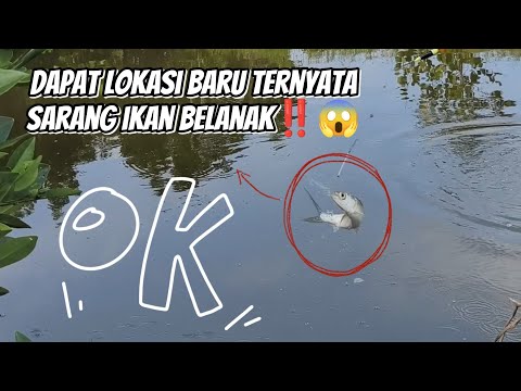 Dapat Lokasi Baru Ternyata Sarangnya Ikan Belanak, Tapi Endingnya Bikin Gregetan ‼️😭😭