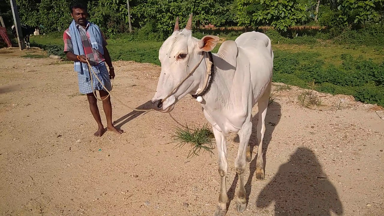 Single Hallikar Bull sale, Yediyur - 75 Thousand - YouTube