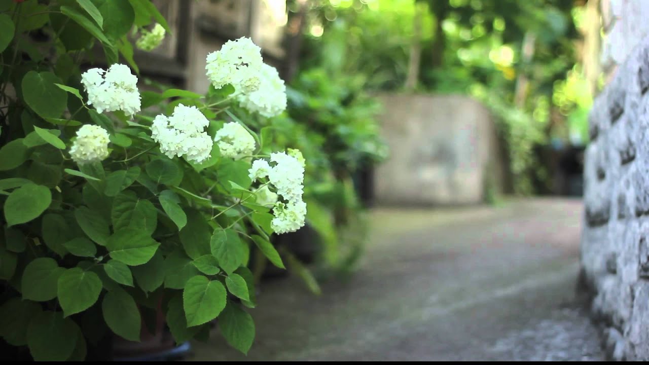 Flowers 4 - Free HD stock footage - YouTube