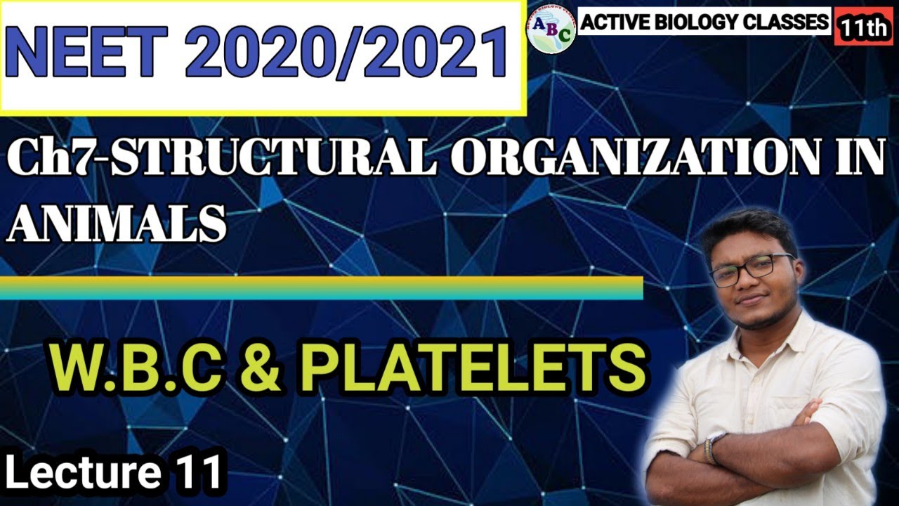 Wbc Platelets Fluid Connective Tissue Class 11 Animal Tissue wbc-platelets-fluid-connective-tissue-class-11-animal-tissue