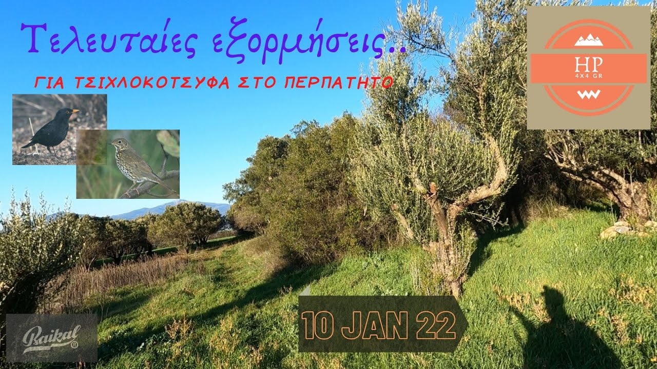 Κυνήγι τσίχλας και κότσυφα του Γενάρη Θεσσαλονίκη vol 10 - Thrush ...