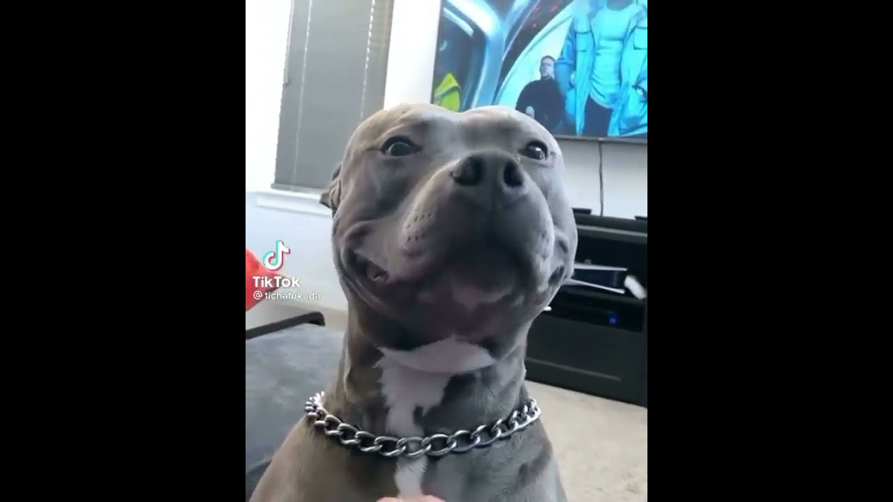 Pitty smile 🥺♥️♥️#short #pitty#pitbullmode #doglover #dog#pitbulldog ...