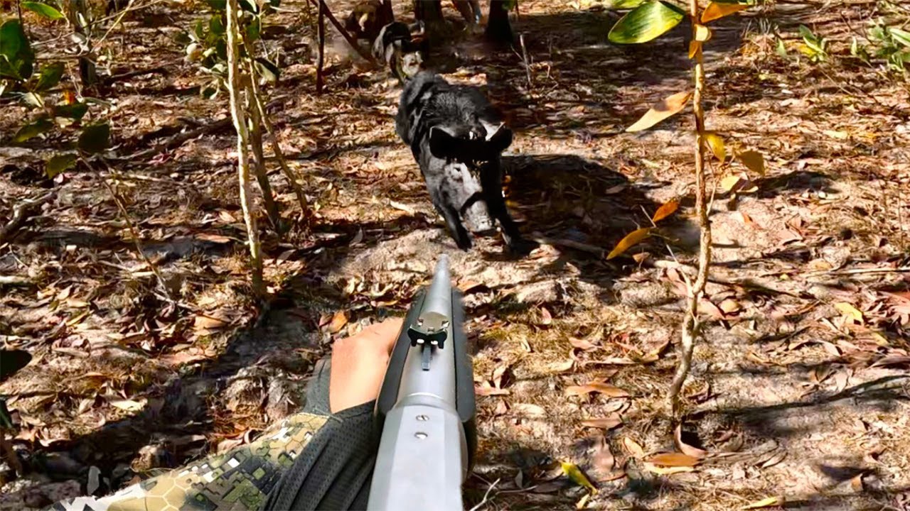 WILD BOAR ATTACK in REMOTE AUSTRALIA (Part 1) - YouTube