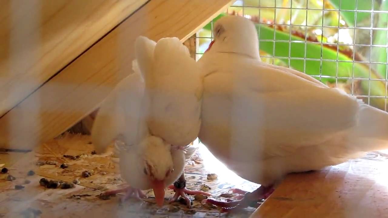 White Ringneck Dove Father Feeds Albino Fledgling - YouTube