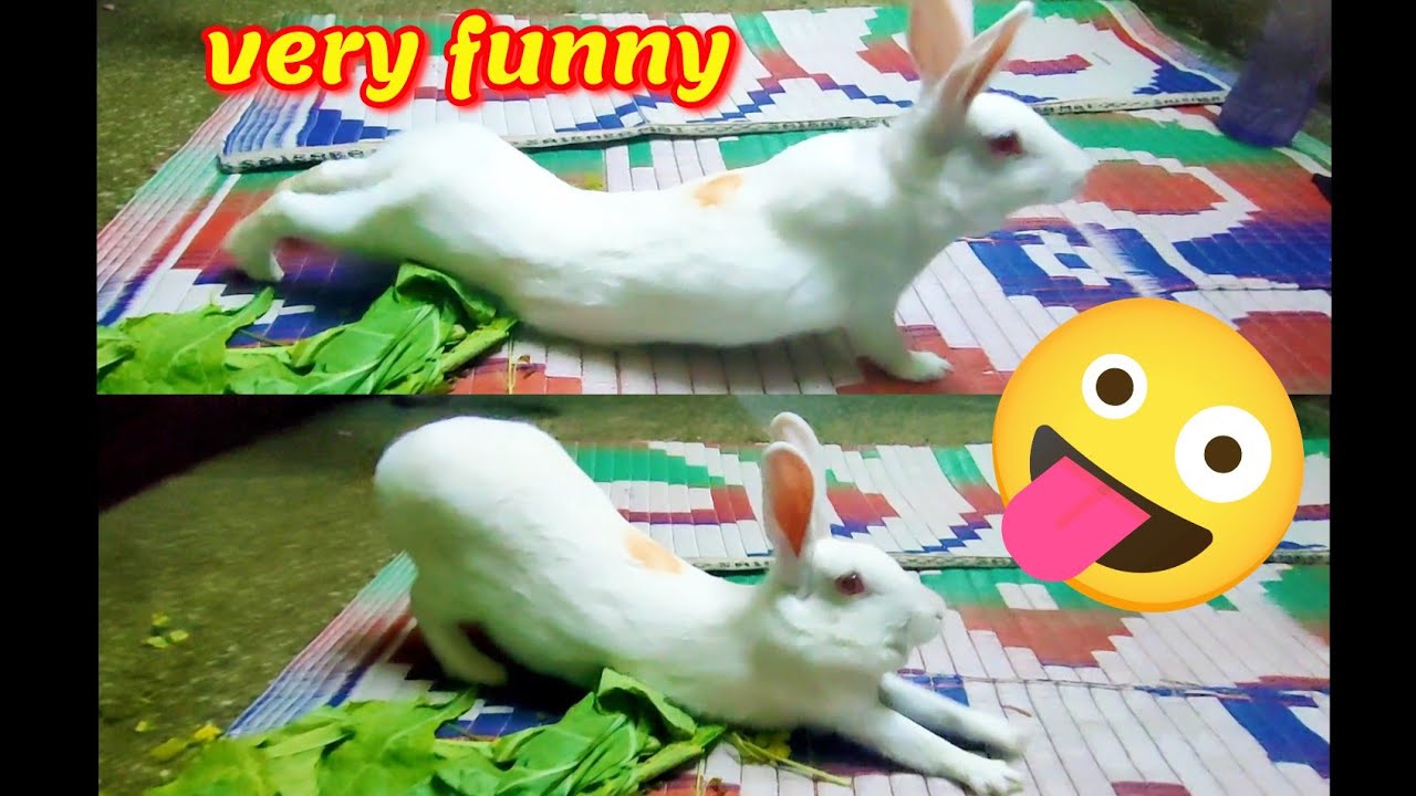 Funny Baby Bunny Rabbit Videos Compilation 2023, Cute Rabbits,, - YouTube