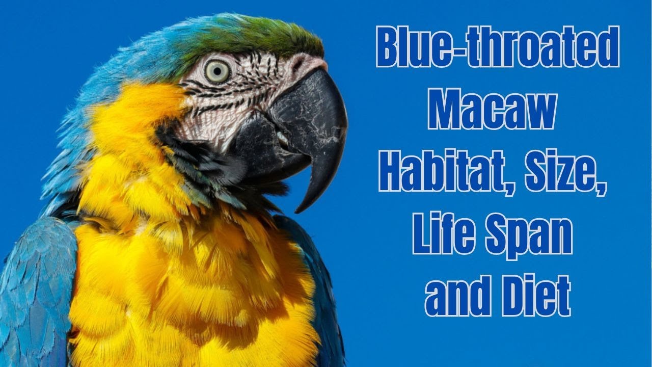 Blue-throated Macaw Habitat, Life Span, Diet and Size - YouTube
