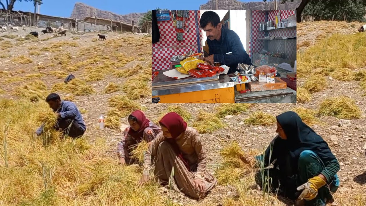 Hard nomadic life Harvesting agricultural products for food by a nomadic family - YouTube