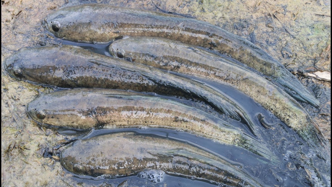 Real Fish Catching On The Rice Fields - Catch Fish In Dry Season - YouTube