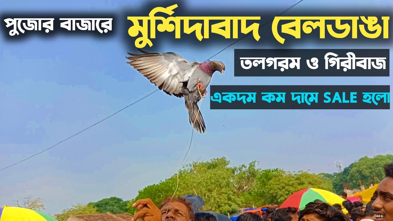 কবুতর হাট ২০২৩ | Beldanga Hat Murshidabad | Beldanga Pigeon Market 🕊 ...