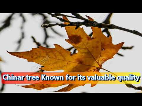 Chinar the speaking tree of Kashmir