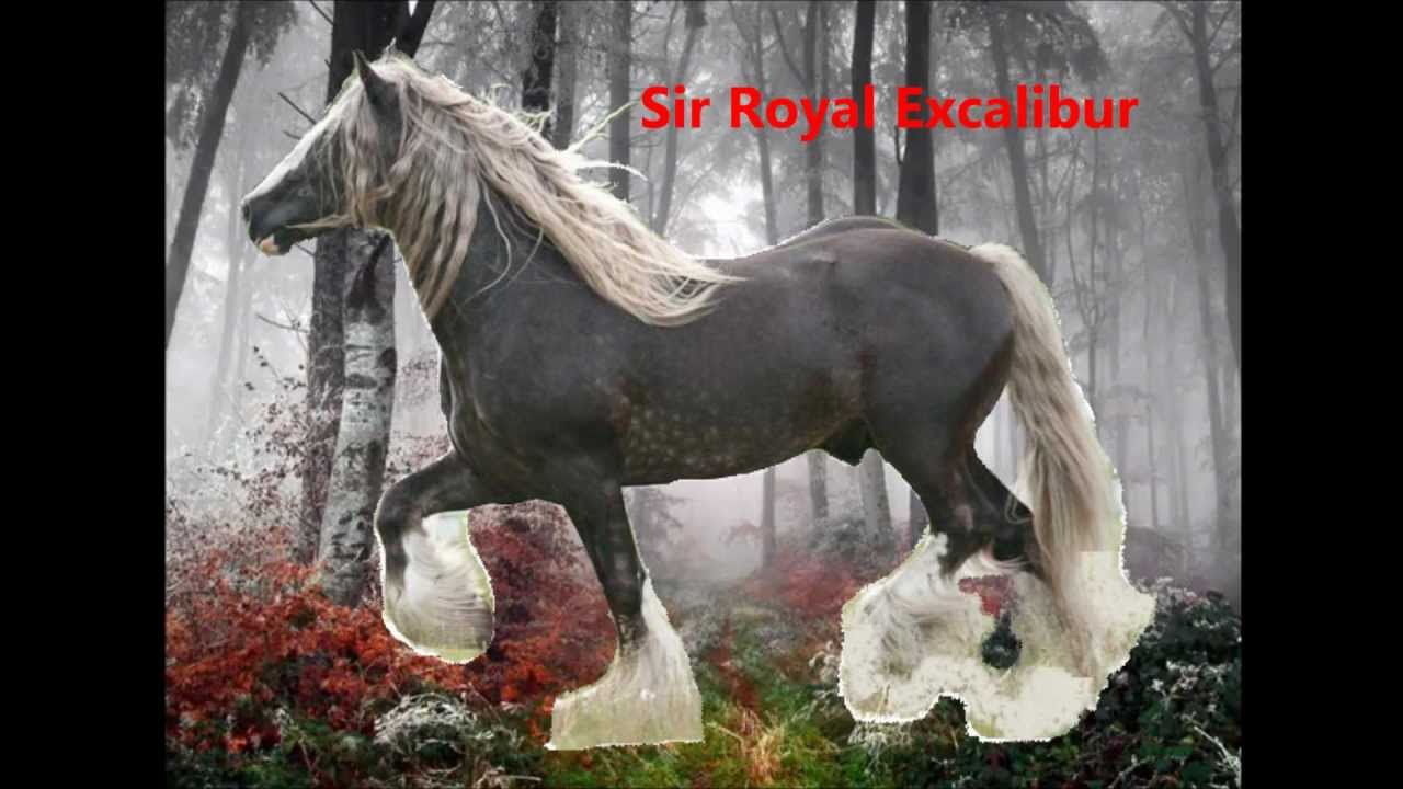 Gypsy Dance Royal RIO -Silver Dapple Bay Gypsy Vanner colt - YouTube