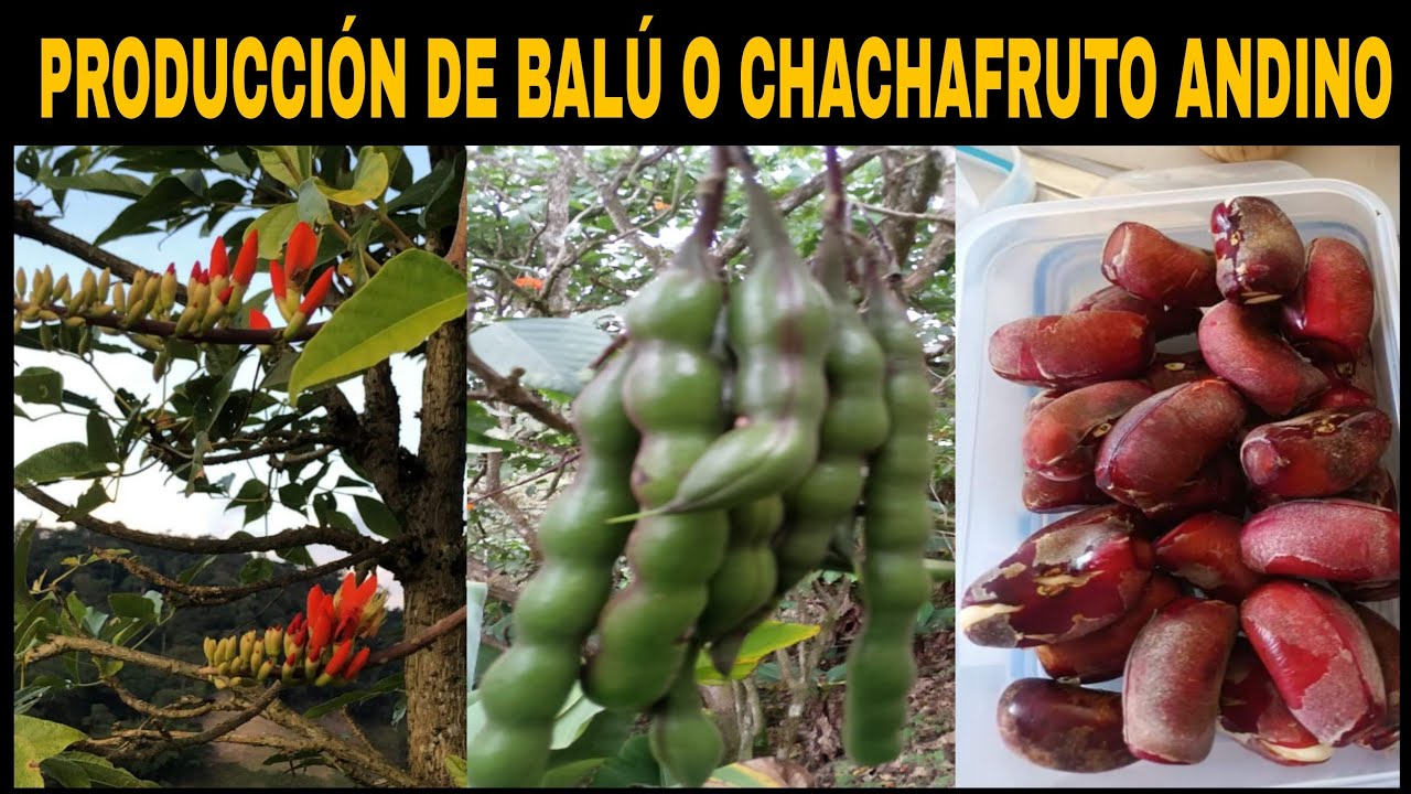 EXCELENTE PRODUCCIÓN DE BALÚ O CHACHAFRUTO ANDINO - 23% DE PROTEÍNA ...