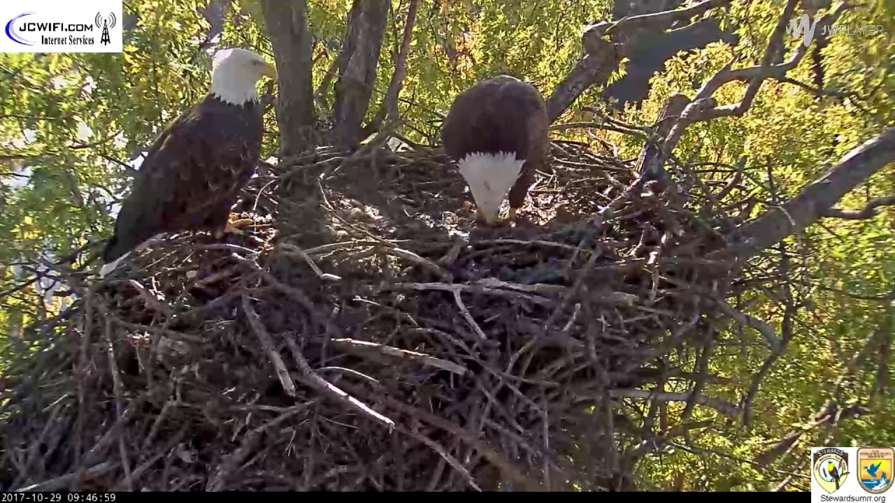 The Trio Eagles - New female & one Valor - 10-29-17 - YouTube