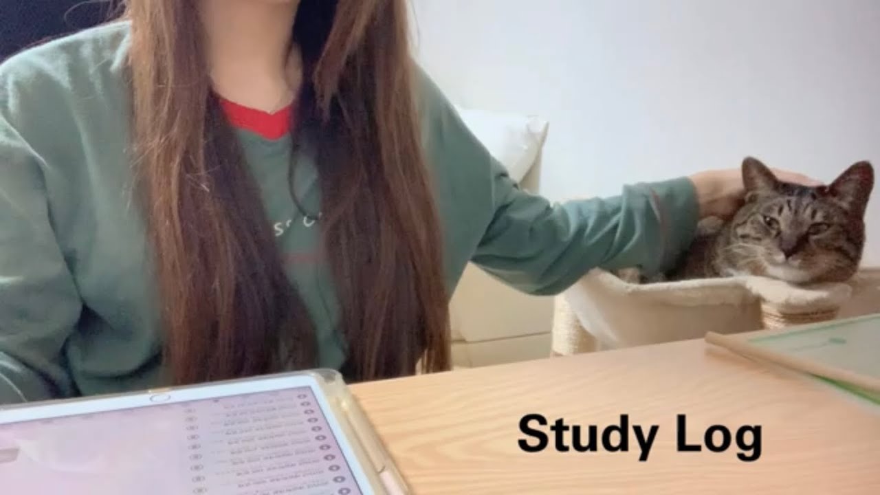 [study log] 직장인 세시생 | 동생 집에서 공부하기 | 추석공부기록 중 고양이 모음🐯🐻 | 귀여운 뚱냥이와 함께💕 | study with 하콩랑콩 - YouTube