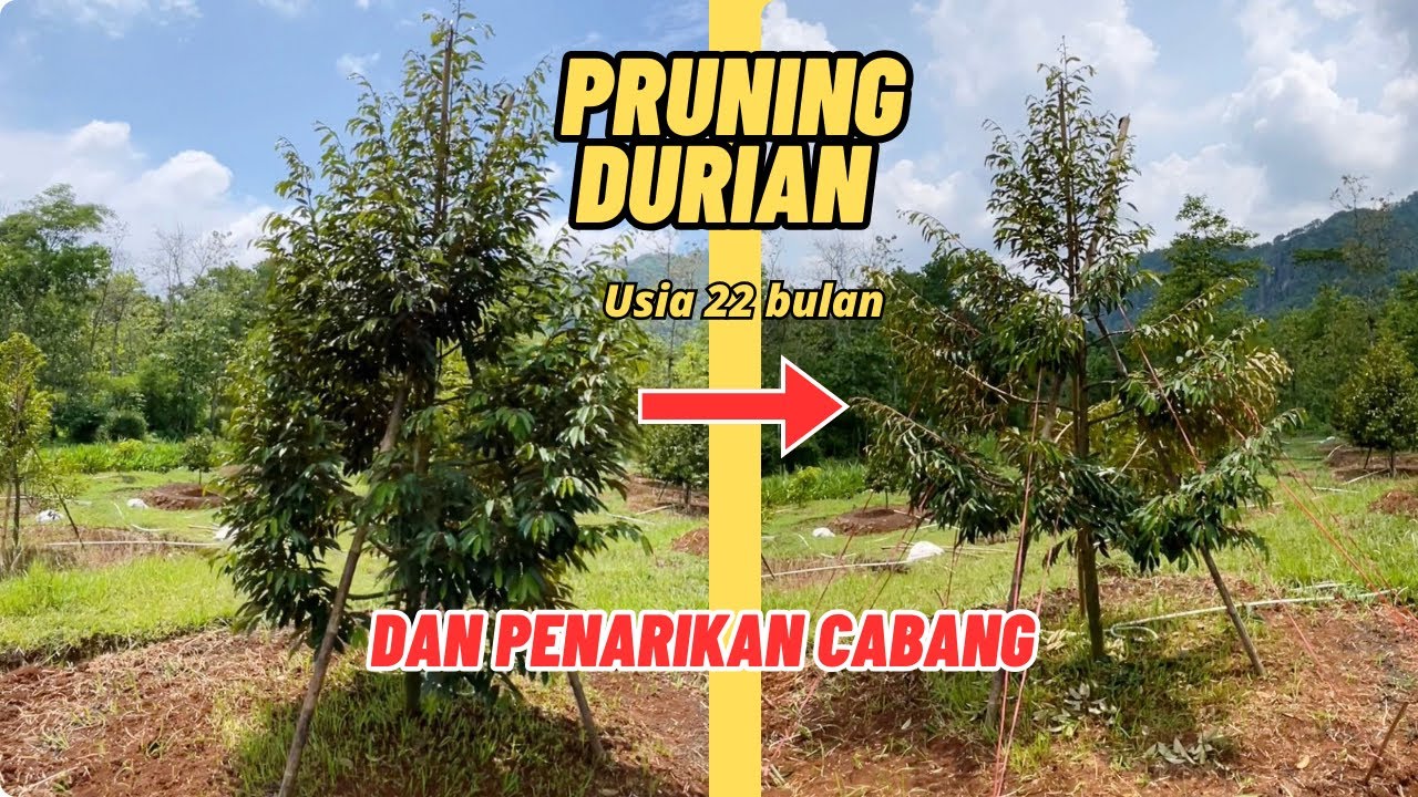 PRUNING DURIAN USIA 22 BULAN BIAR GANTENG - YouTube
