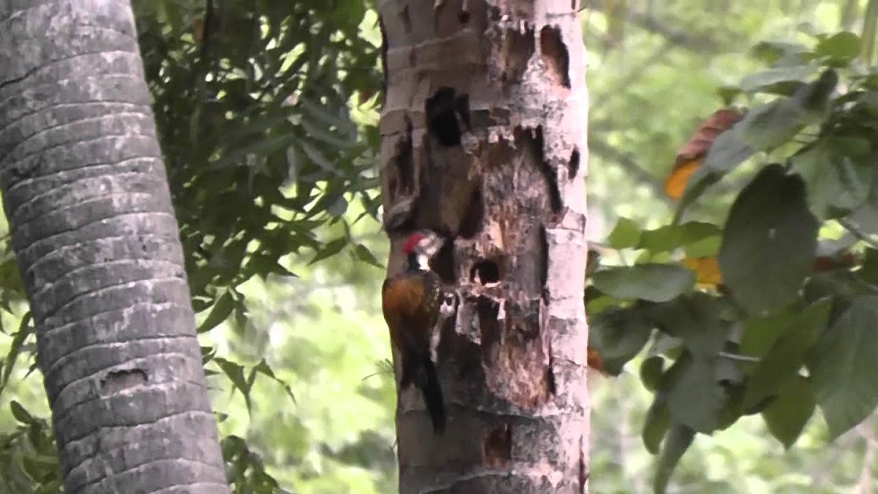 Woodpecker in Sri Lanka - YouTube
