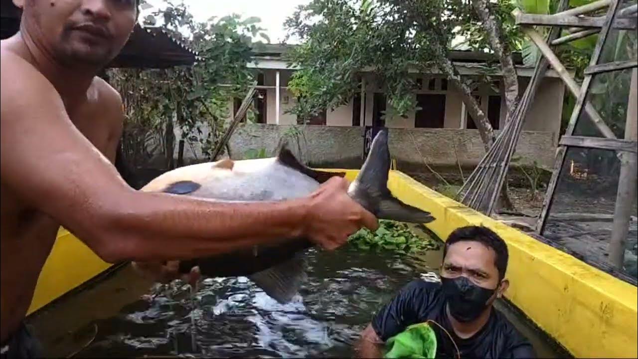 spil bawal besar 8kg - YouTube