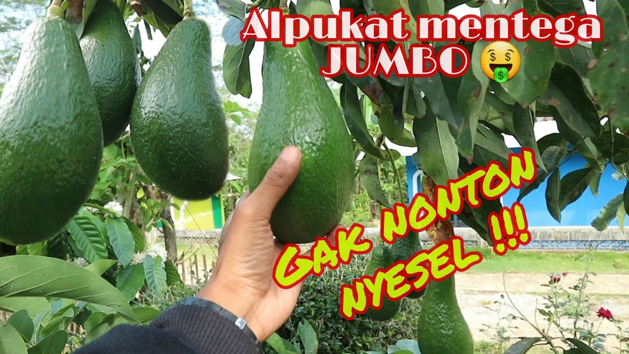 KELEBIHAN ALPUKAT PLUWANG..!! - YouTube