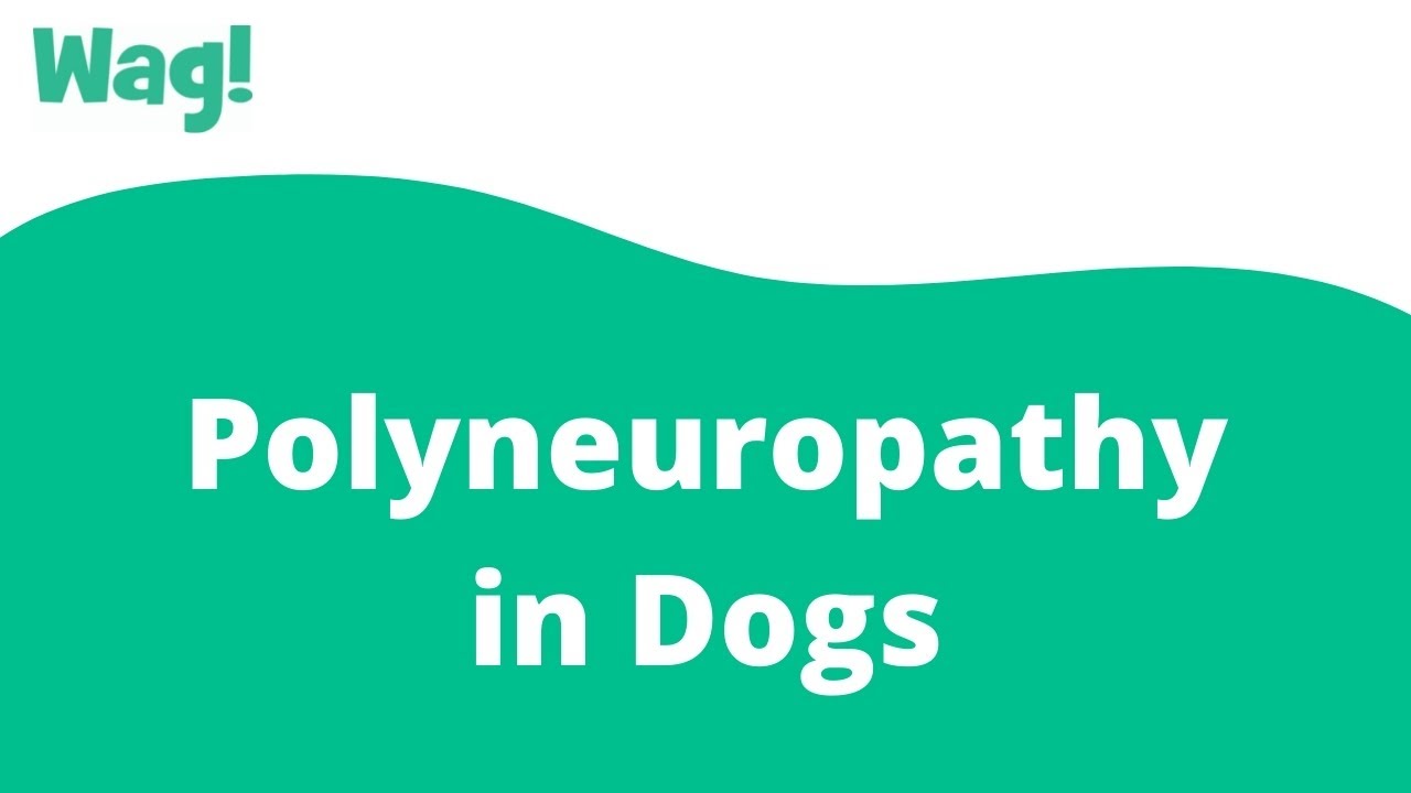 Polyneuropathy in Dogs | Wag! - YouTube