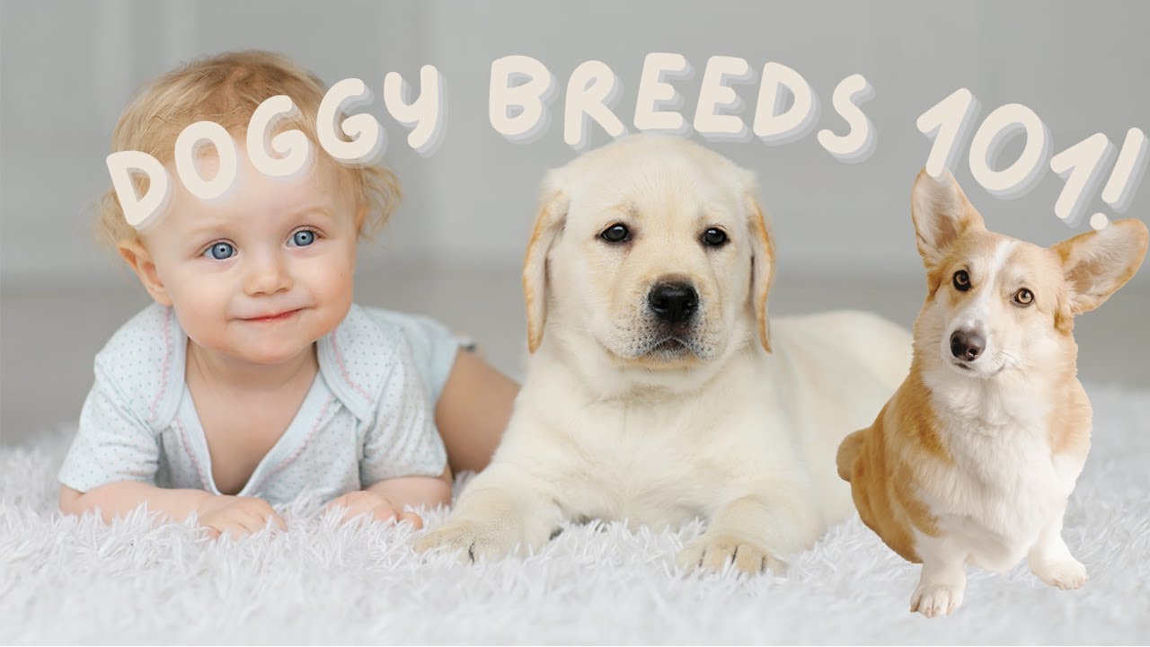 Dog Breeds 101: Learning About Different Types of Dogs - YouTube