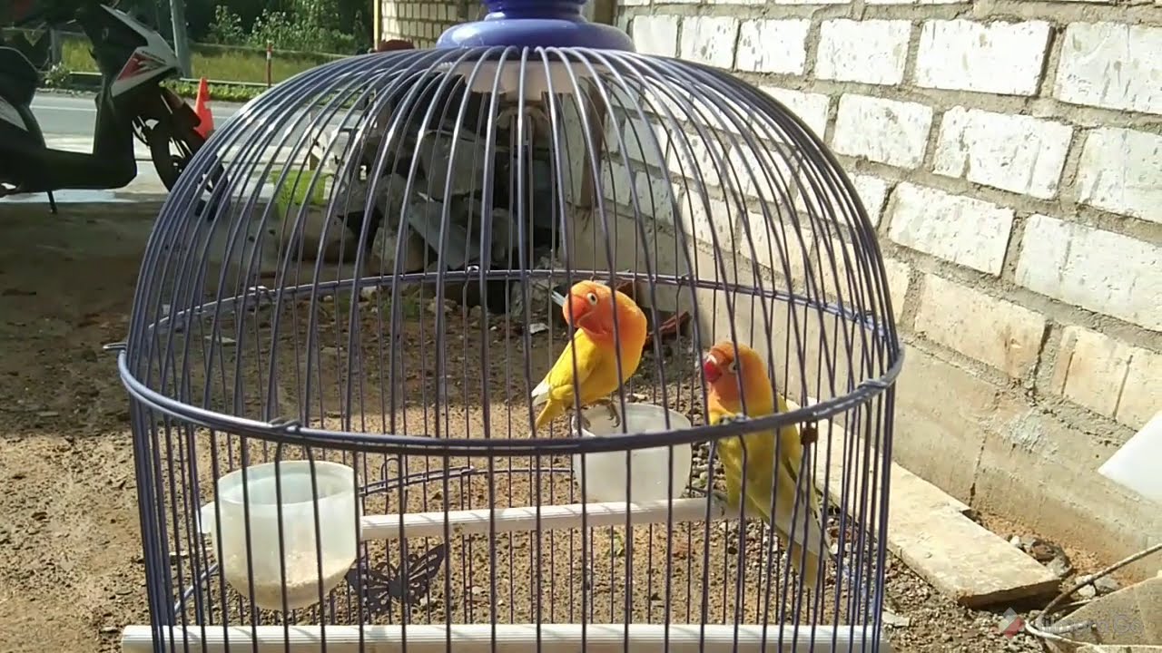 Cara merawat burung lovebird agar tidak mudah sakit - YouTube