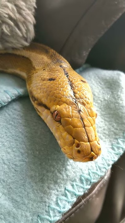 My Phantom Reticulated Python. - YouTube