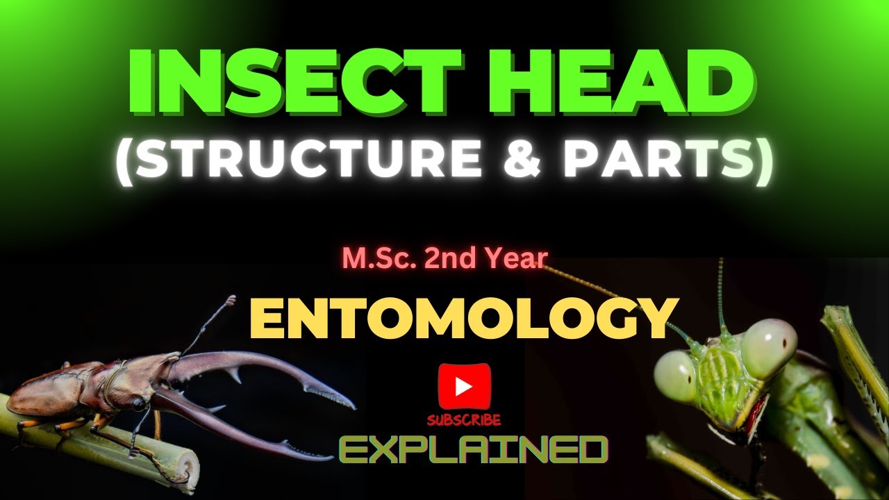 General Organisation of Insect Head I Insect Head Structure & Parts I ...