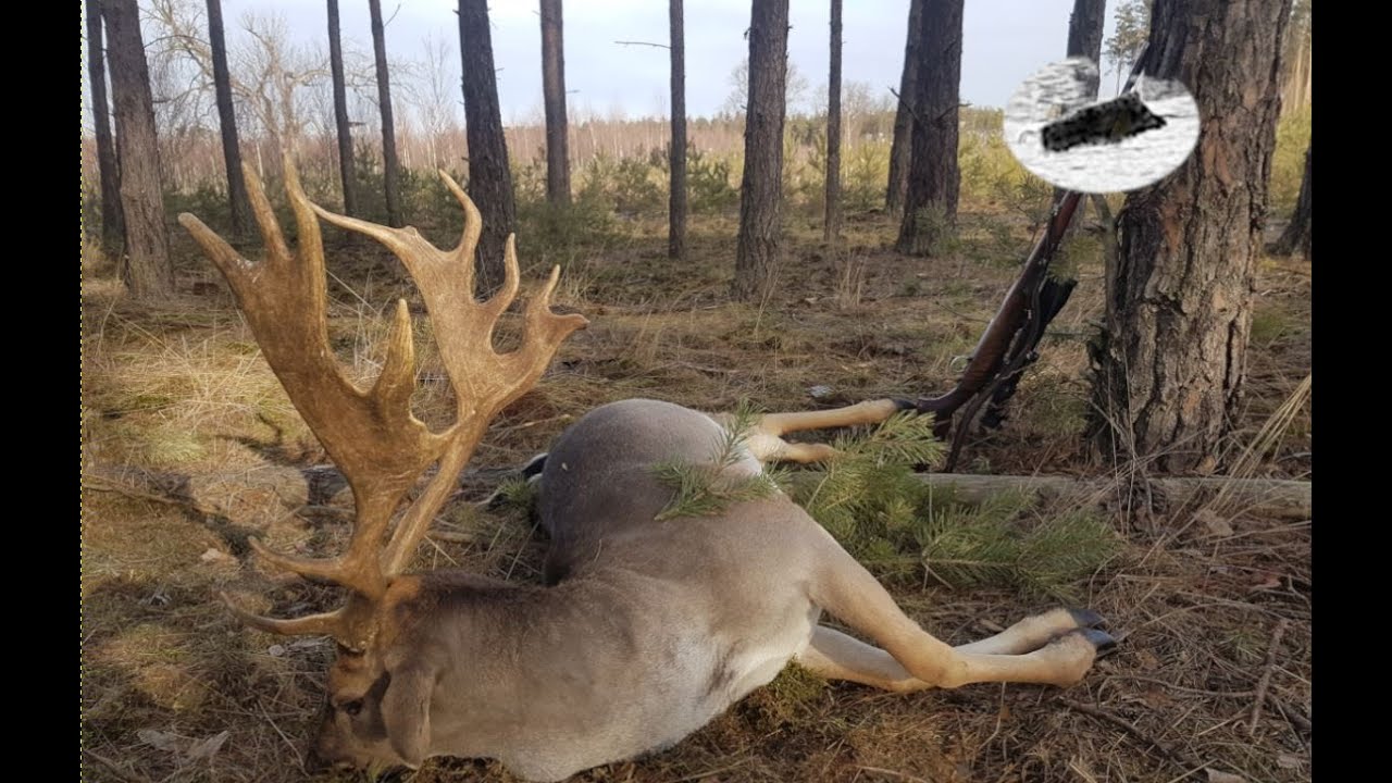 Hunting in February - fallow stag shot down! - YouTube