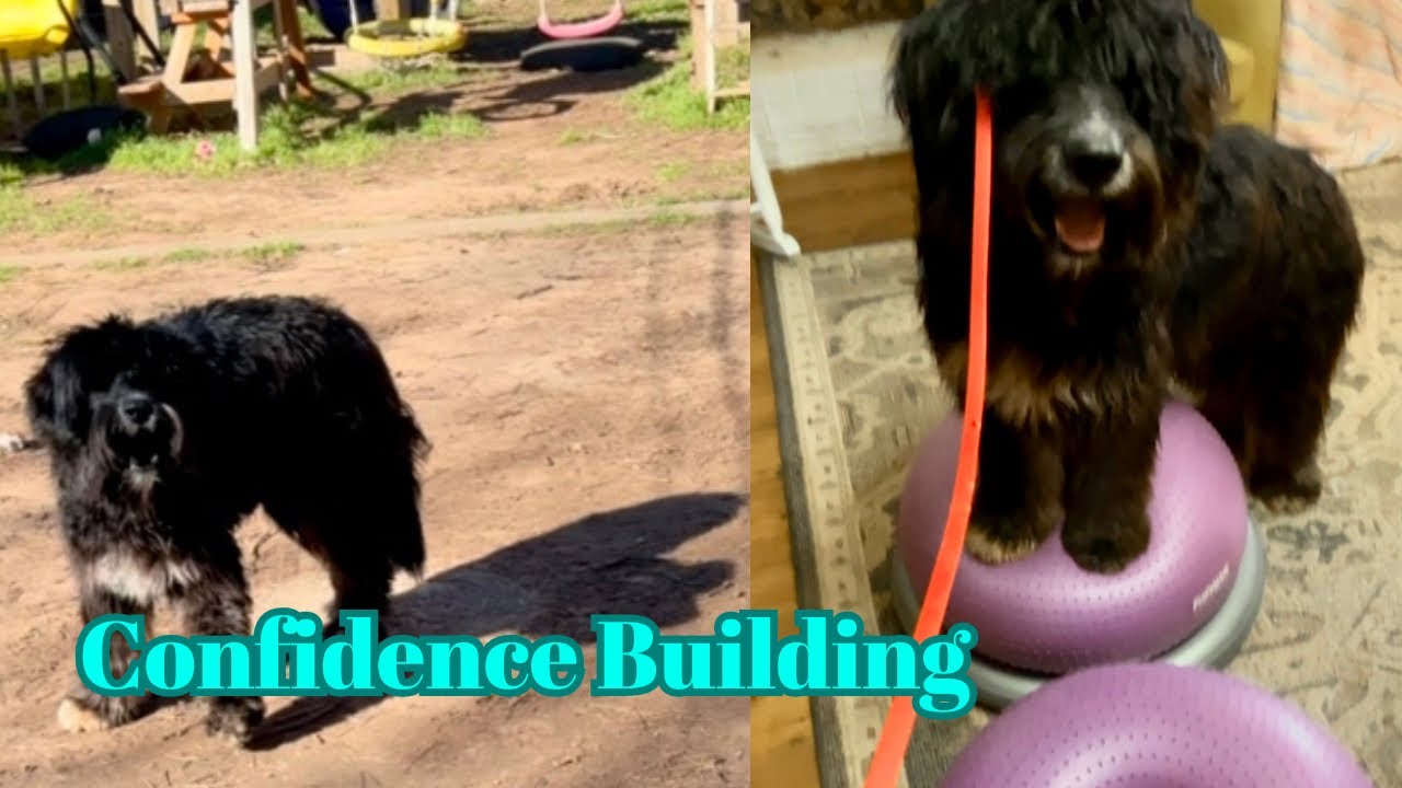 Confidence Building With Husky Poo PT. 2 - YouTube