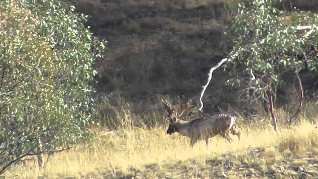 Nice fallow buck 2016 rut - YouTube