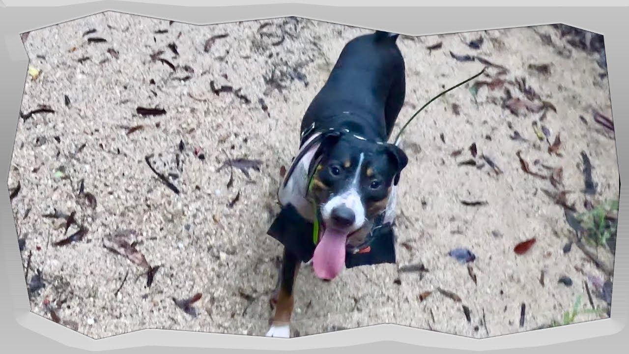 Pitty Pup Comes Pig Hunting - YouTube