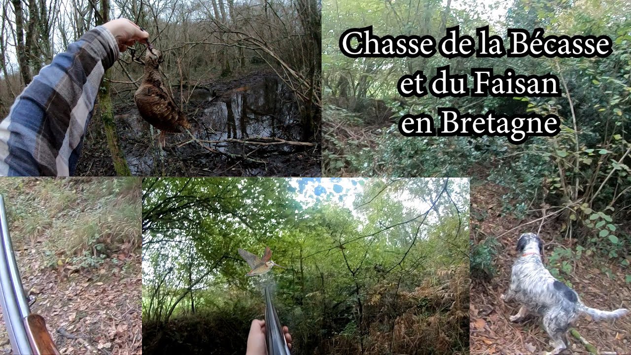 Chasse de la Bécasse et du Faisan - Octobre 2020 - YouTube