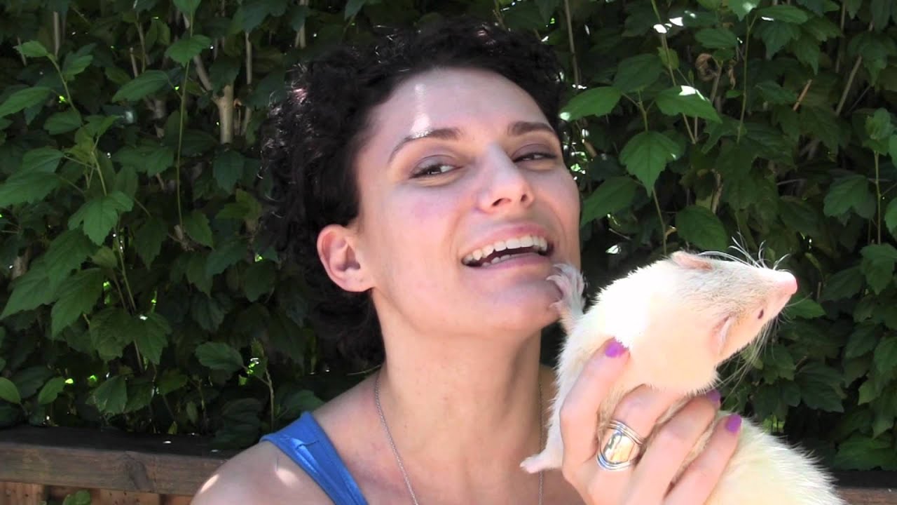 Funny Ferret Video Out-takes - www.Ferret-World.com - YouTube