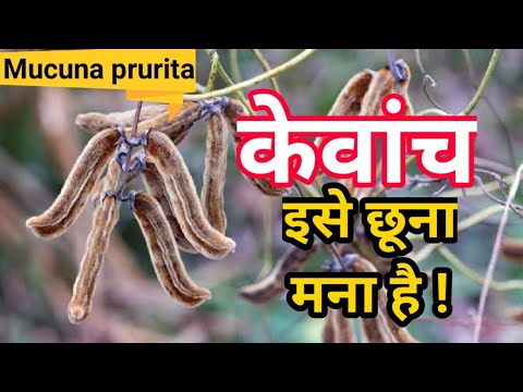 Kewach | केवांच के फायदे | गुणों के बारे में जाने और इस्तेमाल करना ...
