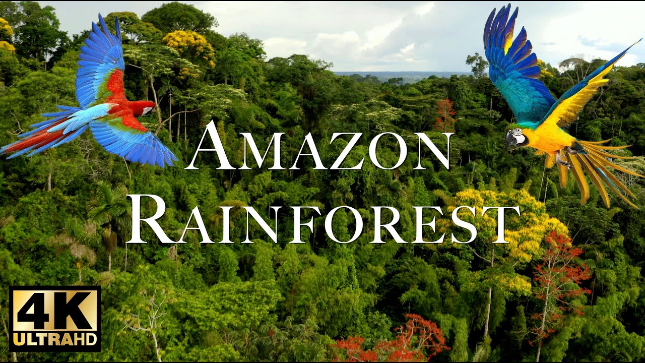 Amazon Jungle 4k Video with Calming Music and Jungle Sounds - Peaceful ...