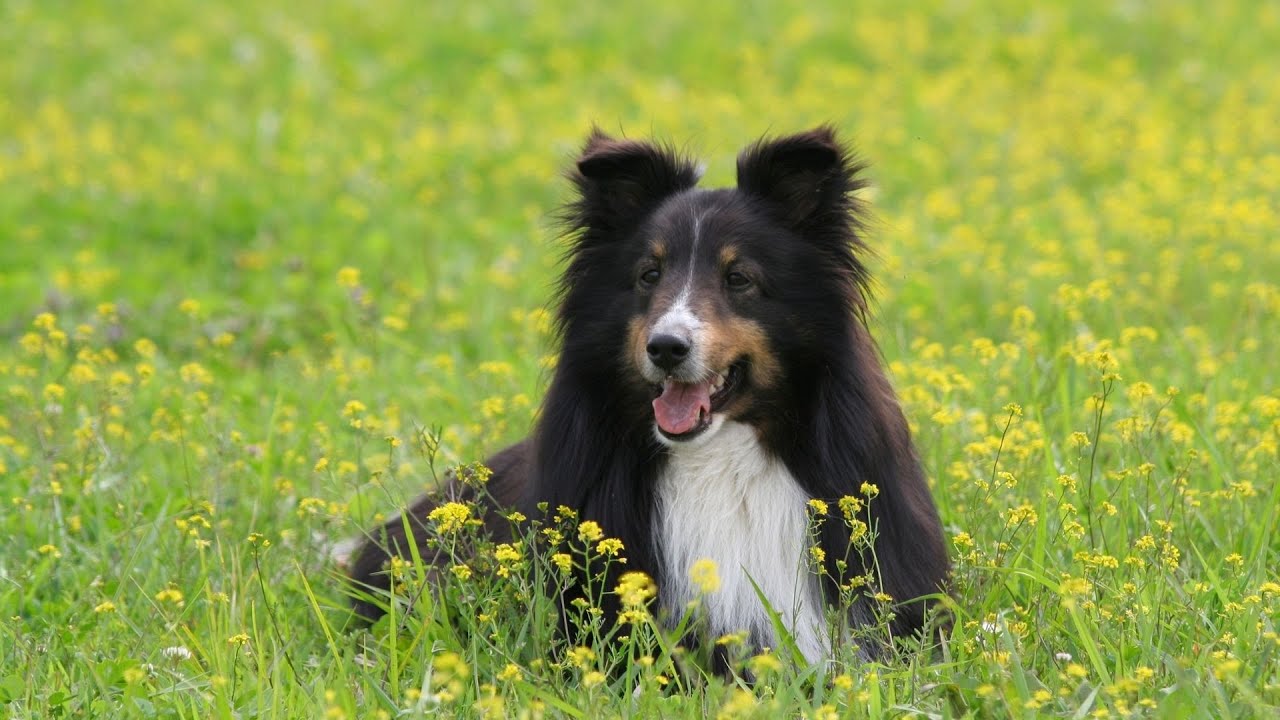 Managing Barking in Shetland Sheepdogs - YouTube