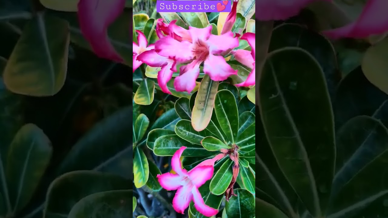 Gulabi flowers # yt shorts - YouTube