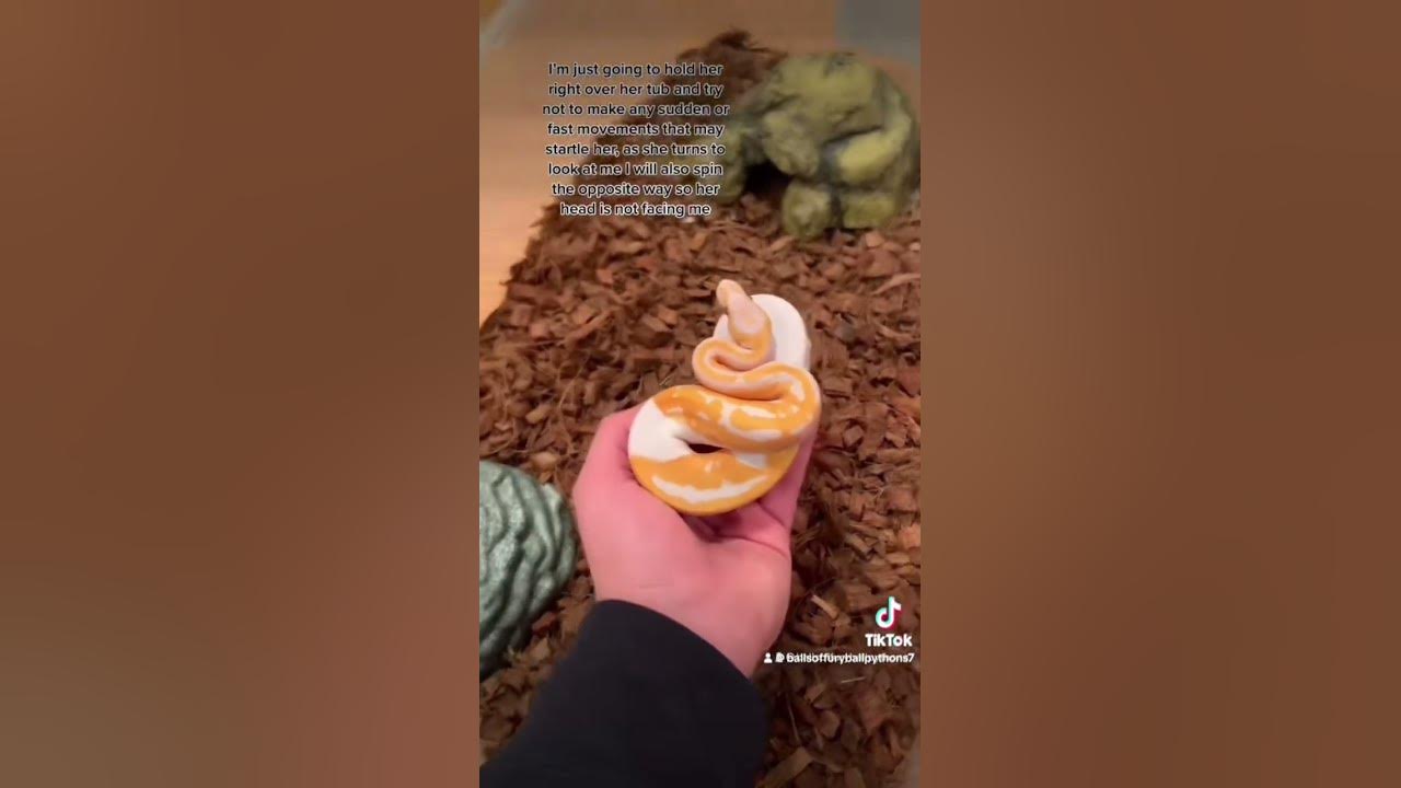 ARE BALL PYTHON BITES REALLY THAT BAD!? - YouTube