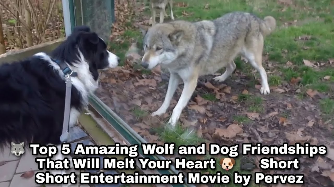 Top 5 Amazing Wolf and Dog Friendships That Will Melt Your Heart - YouTube