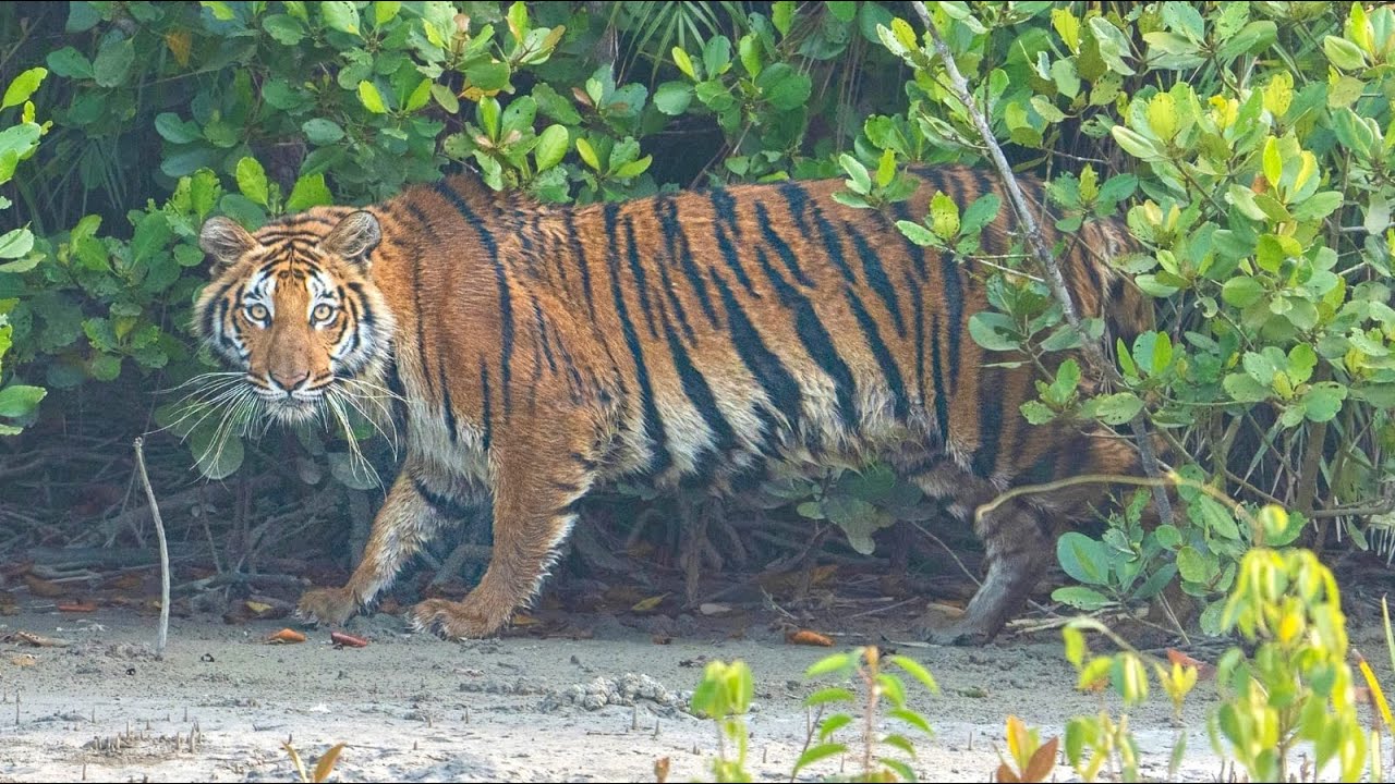Royal Bengal Tiger Ranthambore Tigress Francis J Taylor Photography