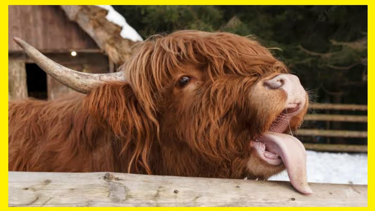 As VACAS mais BIZARRAS do mundo animal - YouTube