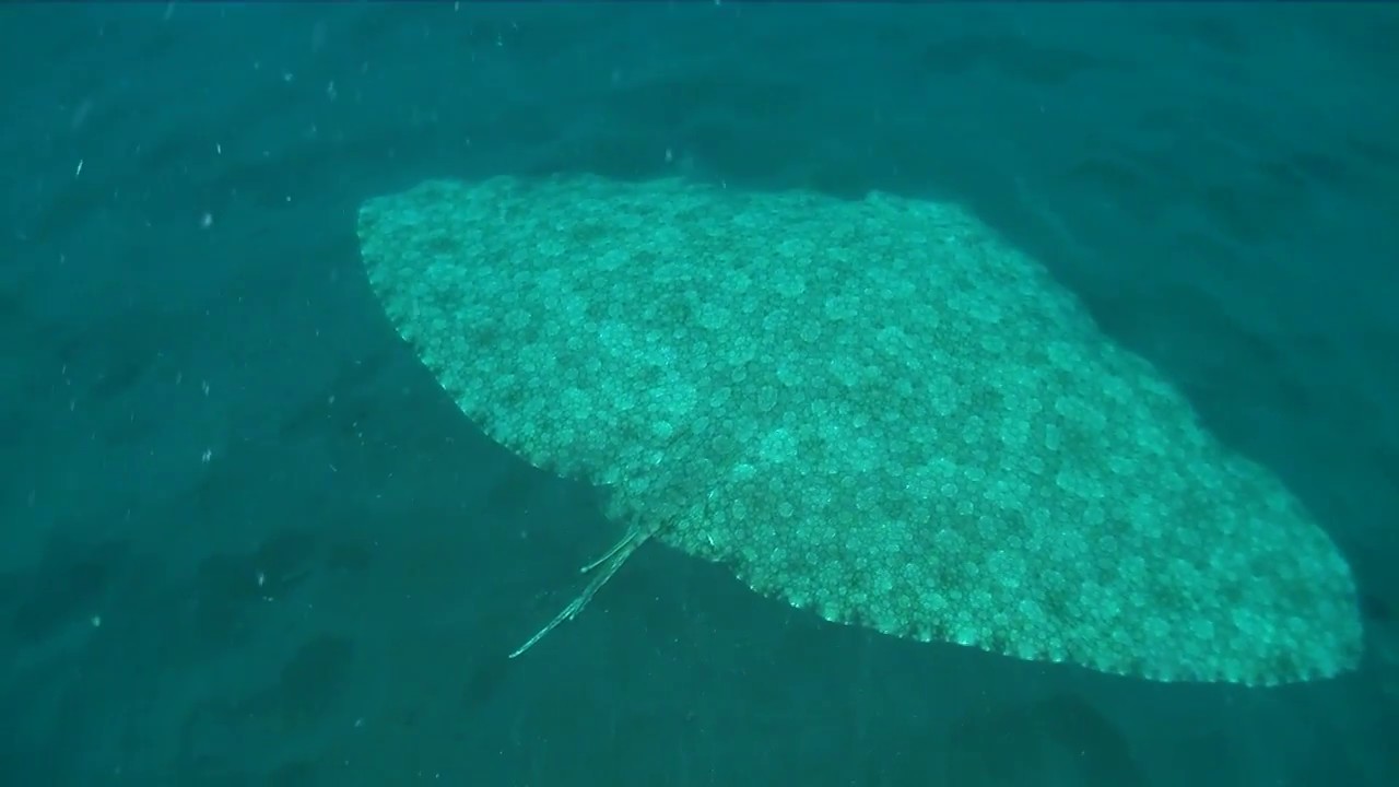 Diving Tenerife - Giant Butterfly ray - YouTube