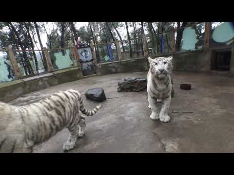 🐅 #RuthlessTrade 💰: Online screening of ‘The Tiger Mafia’ film | FOUR ...