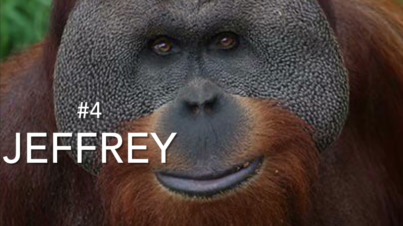 Top 5 most dangerous monkeys in the world - YouTube