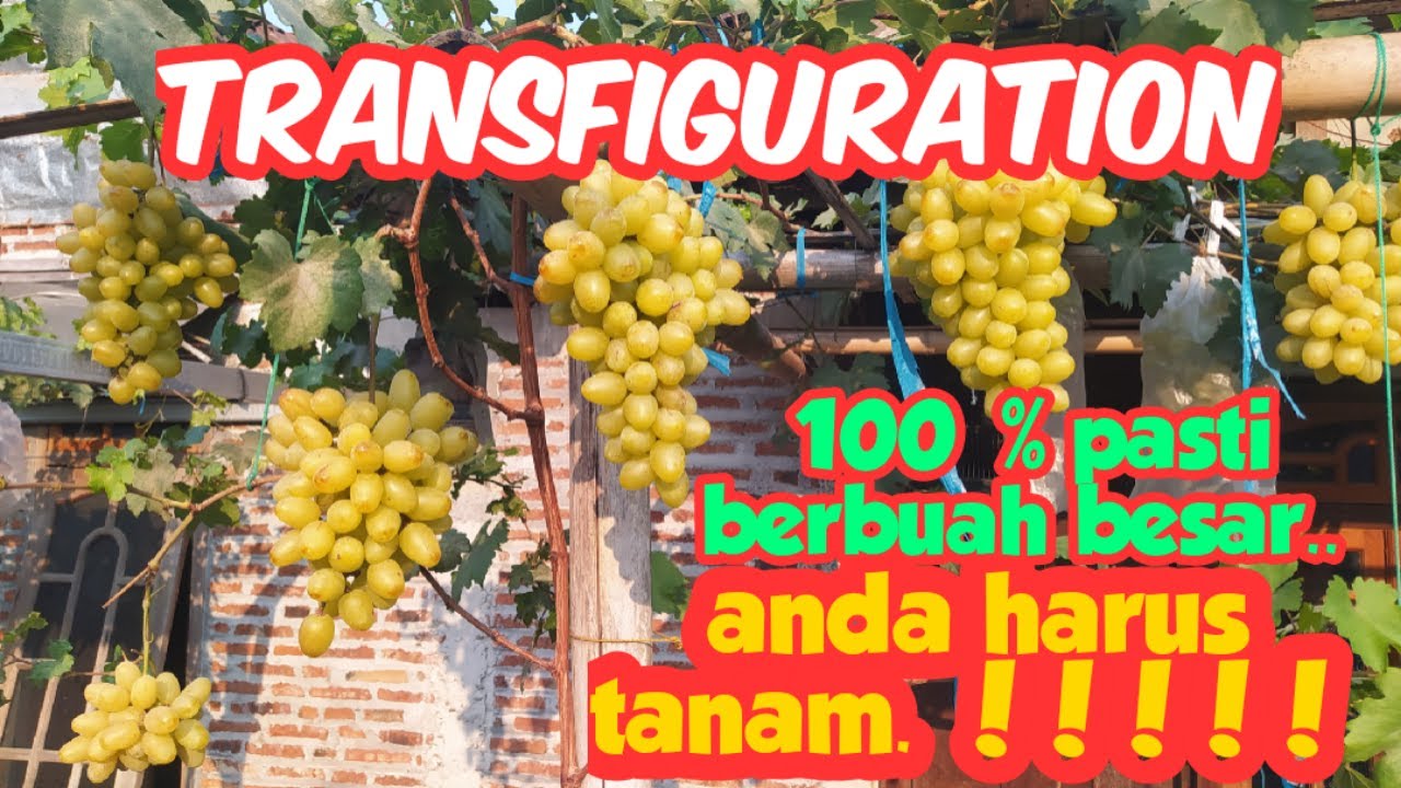 Anggur transfiguration ... Anggur besar paling mudah di buahkan - YouTube
