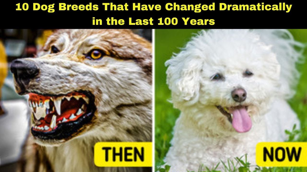 10 Dog Breeds That Have Changed Dramatically in the Last 100 Years ...